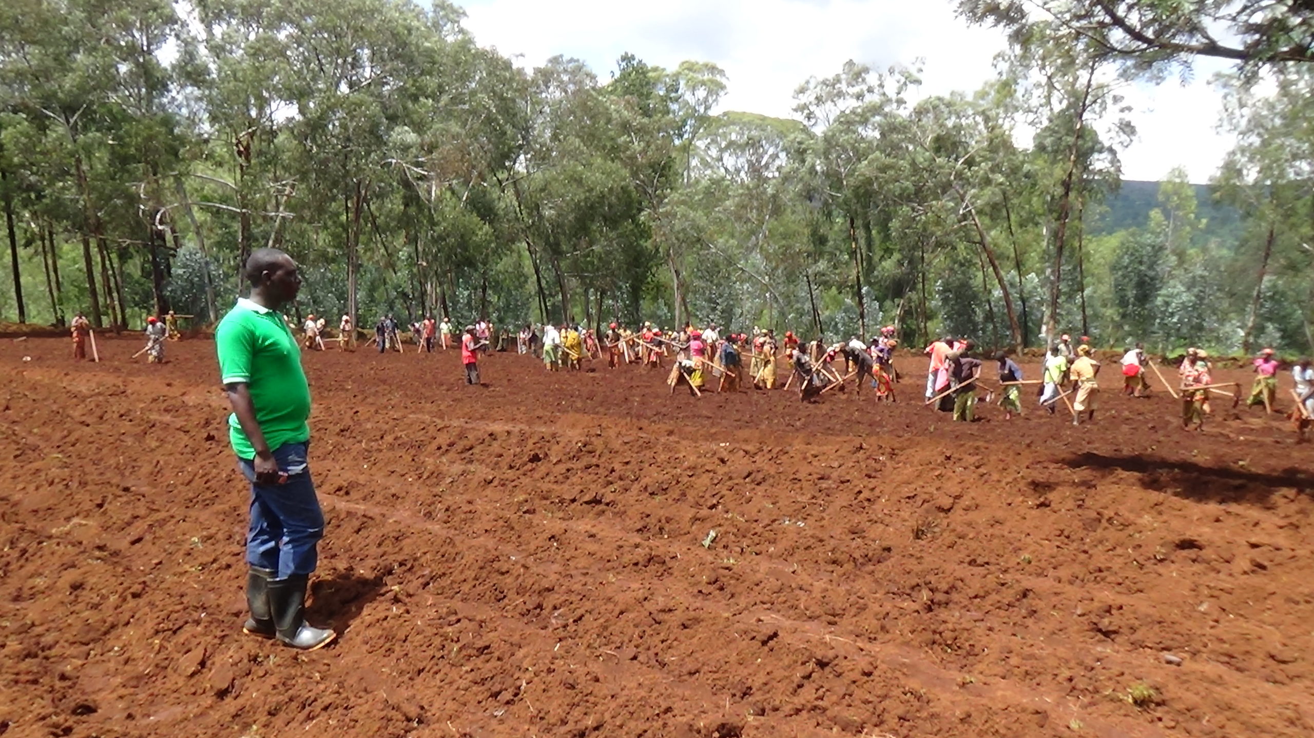 Professionalism in Seed Production: A Path to Success - IFDC