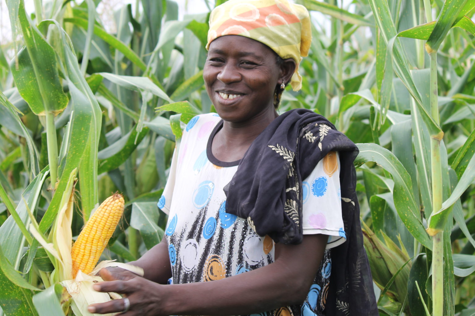 Model Farmer Hosts Competition for 12 Others - IFDC