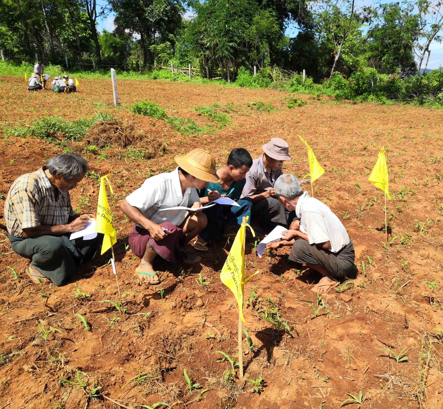 FSI+ Project Responds to Fall Army Worm Infestation - IFDC