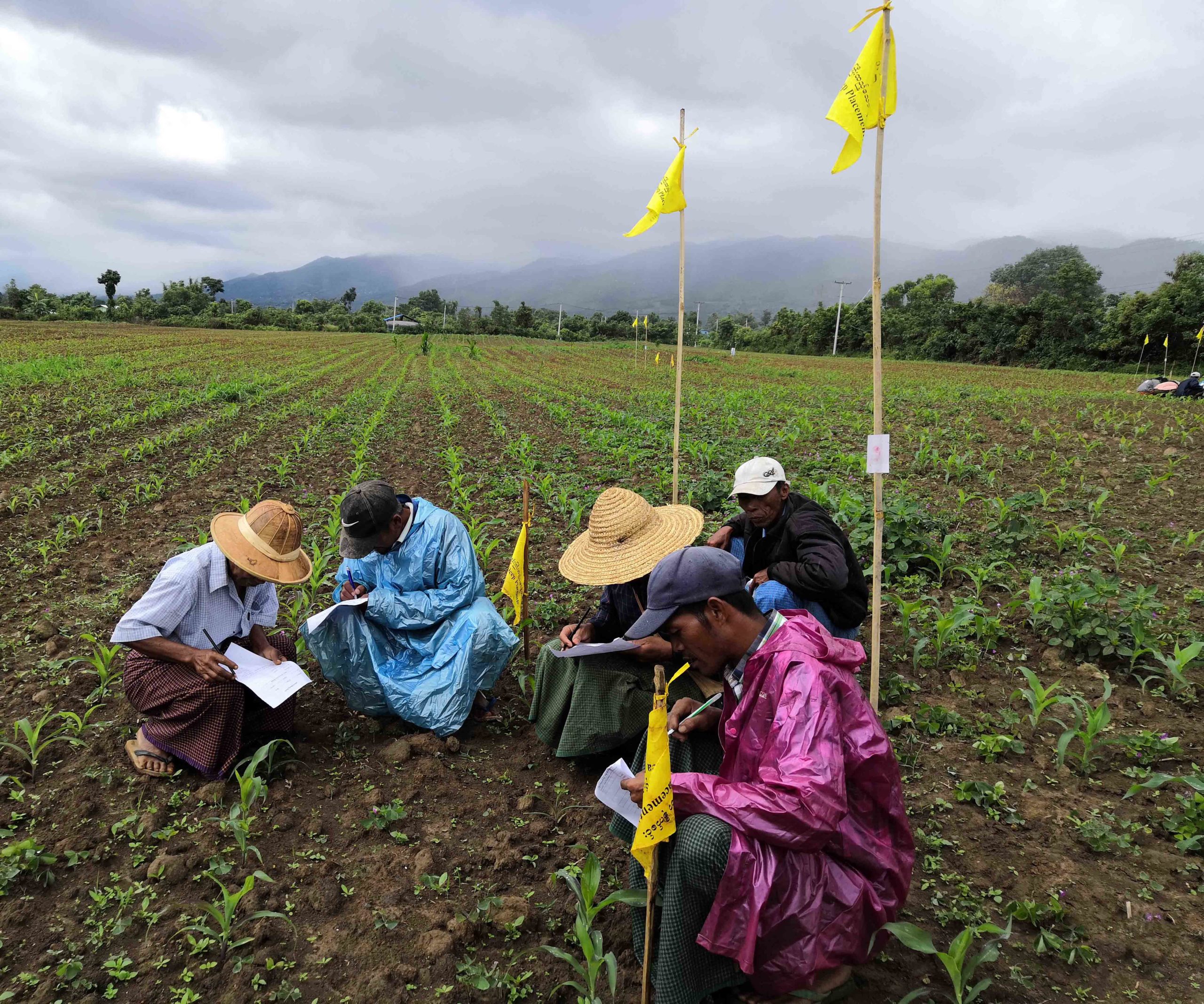 FSI+ Project Responds to Fall Army Worm Infestation - IFDC