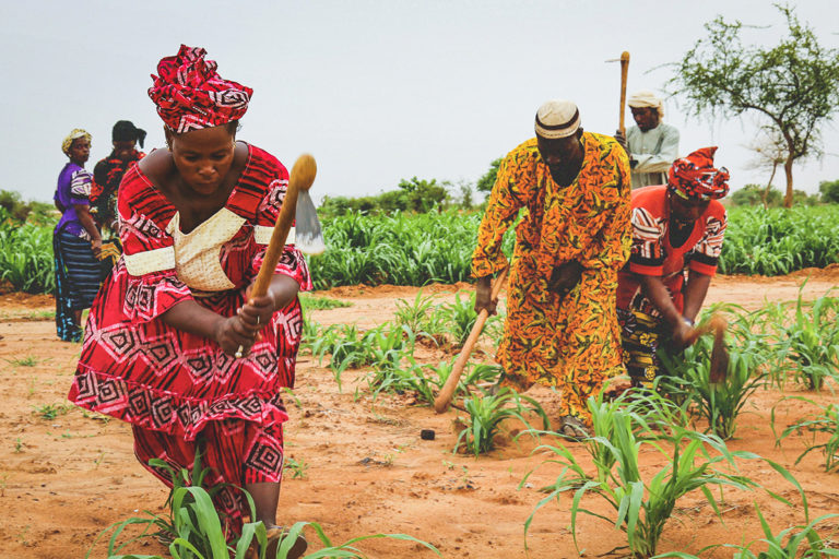 Integrated Seed Sector Development in the Sahel (ISSD/Sahel) - IFDC