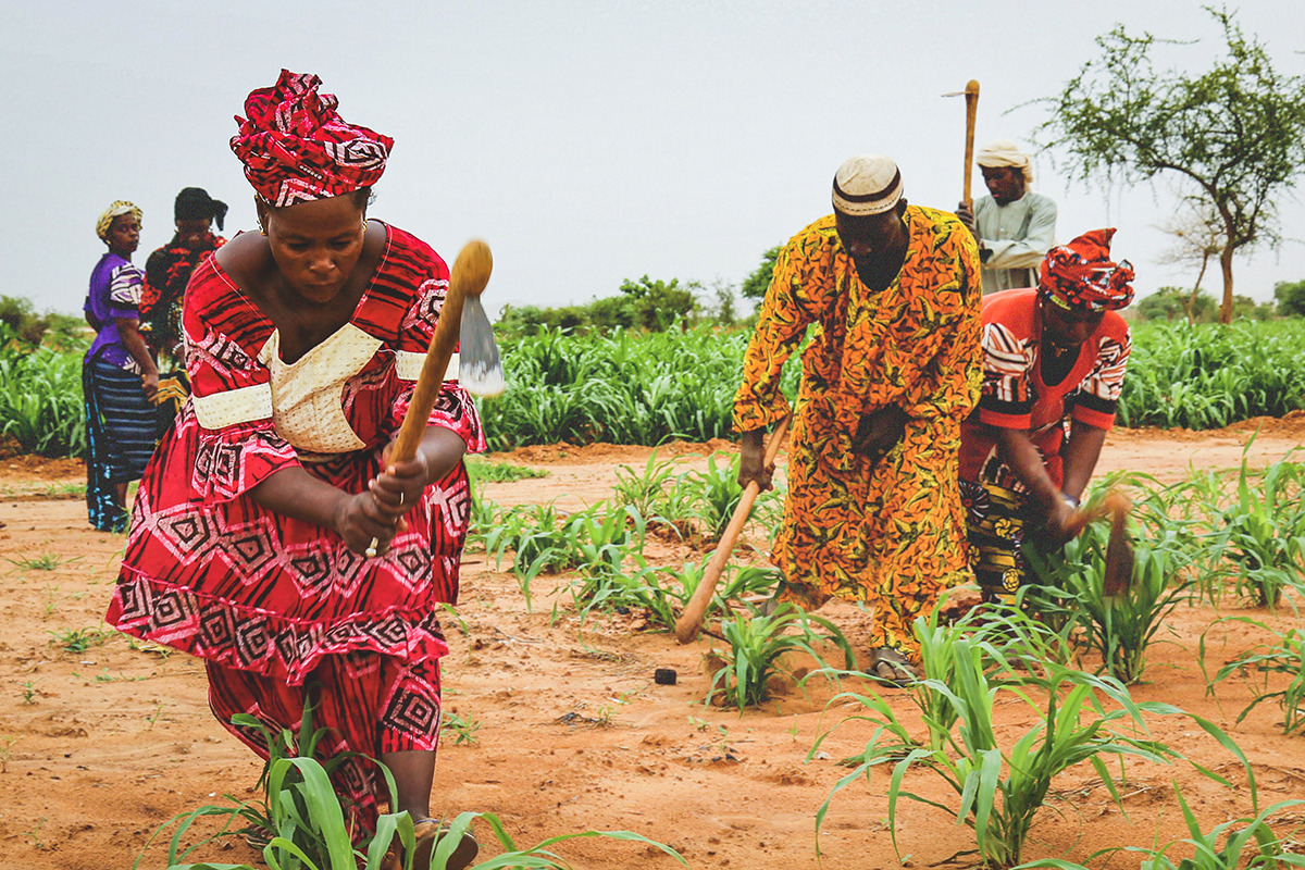 Integrated Seed Sector Development in the Sahel (ISSD/Sahel) - IFDC