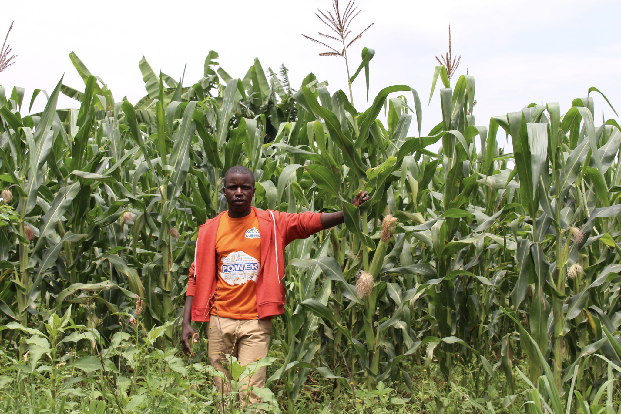 Better Seed, Better Yields in Burundi - IFDC