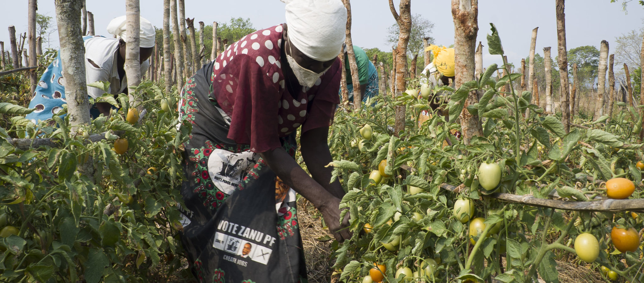 Women Playing a Successful Role in Mozambique’s Agriculture Value Chain ...