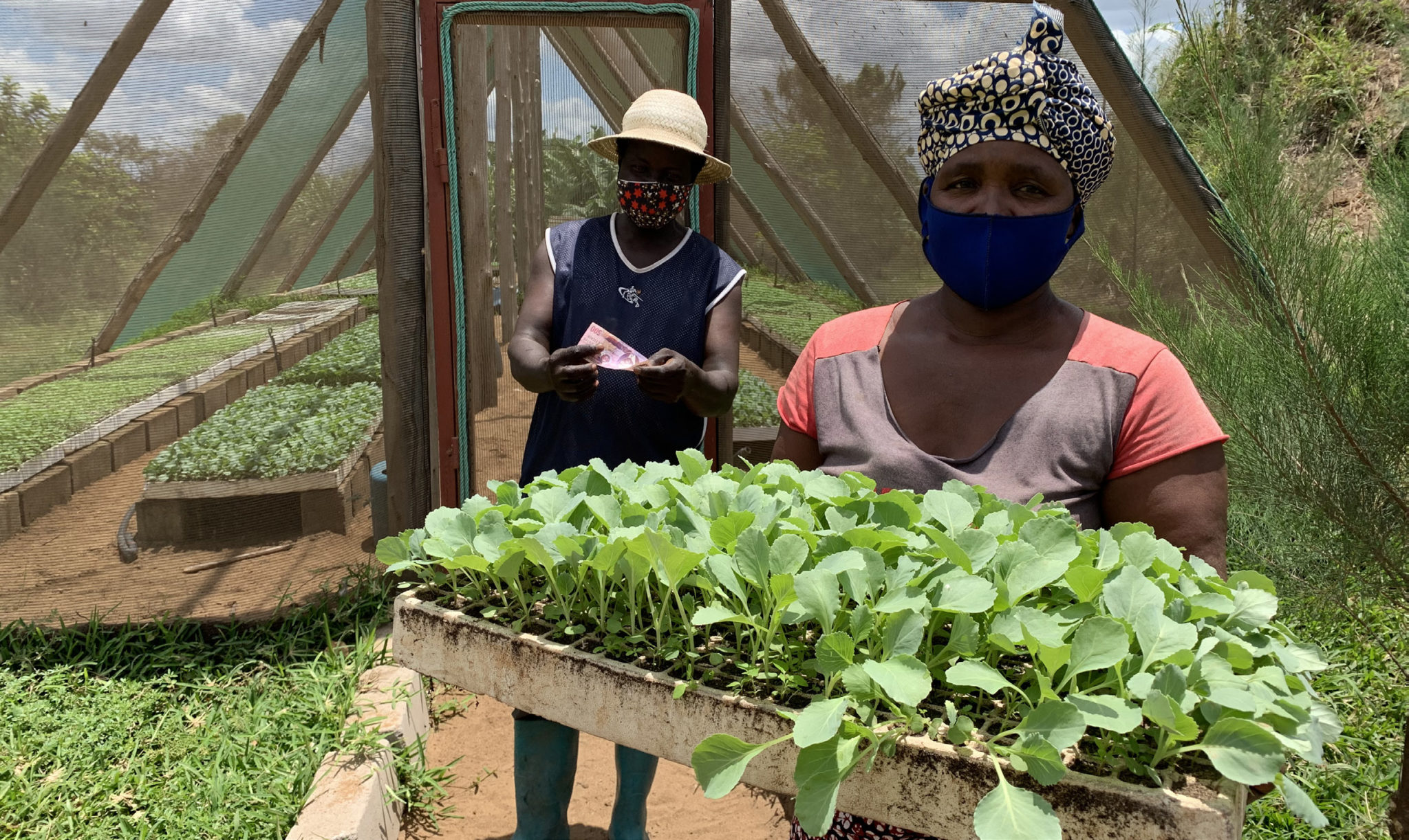 Buzi Seedling Producer Helps Farmers Increase Yields in Mozambique - IFDC