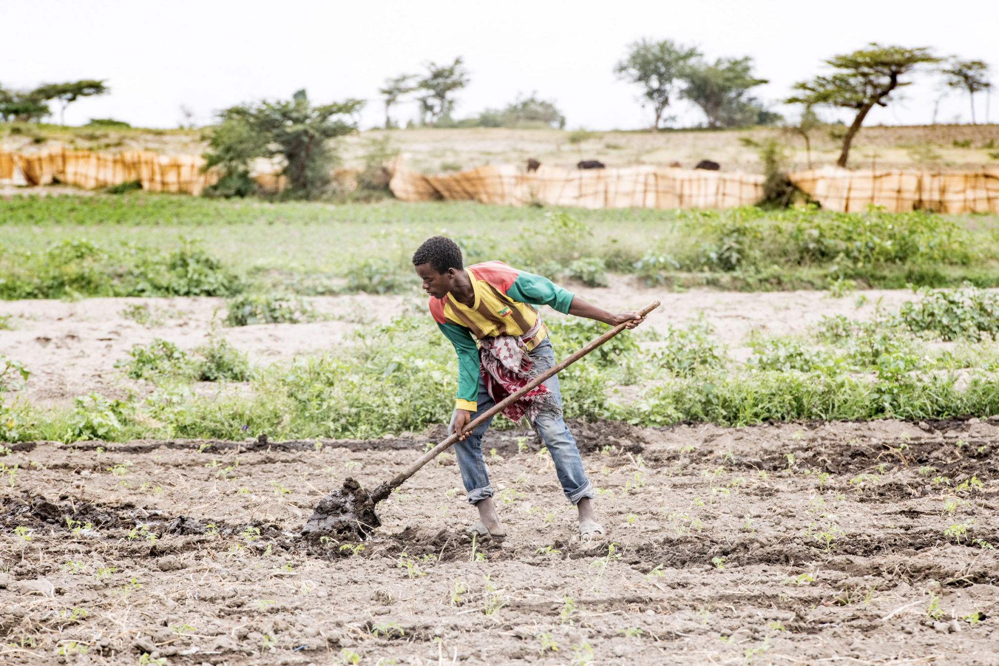 Improving Soil Health for Food Security - IFDC