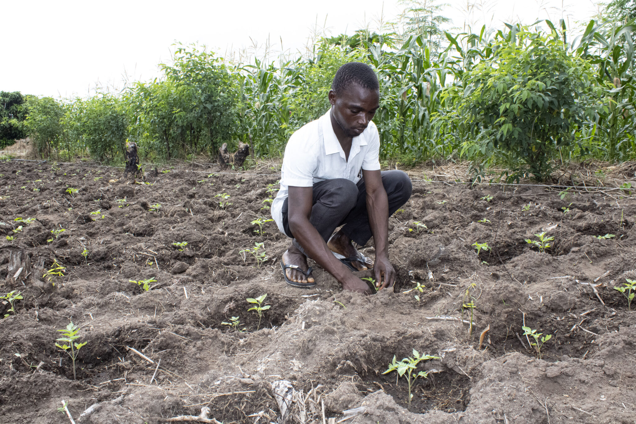 Empowering Farmers with Sustainable Solutions in the Midst of El Niño ...