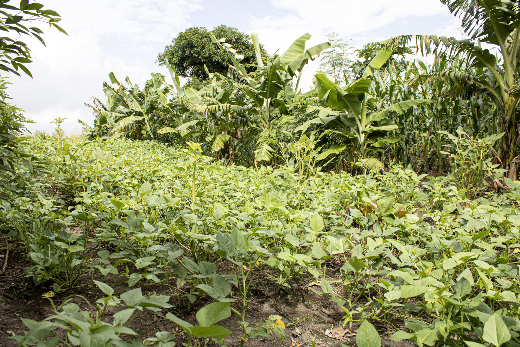 Empowering Farmers with Sustainable Solutions in the Midst of El Niño ...