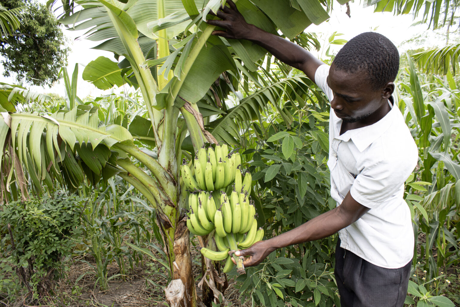Empowering Farmers with Sustainable Solutions in the Midst of El Niño ...