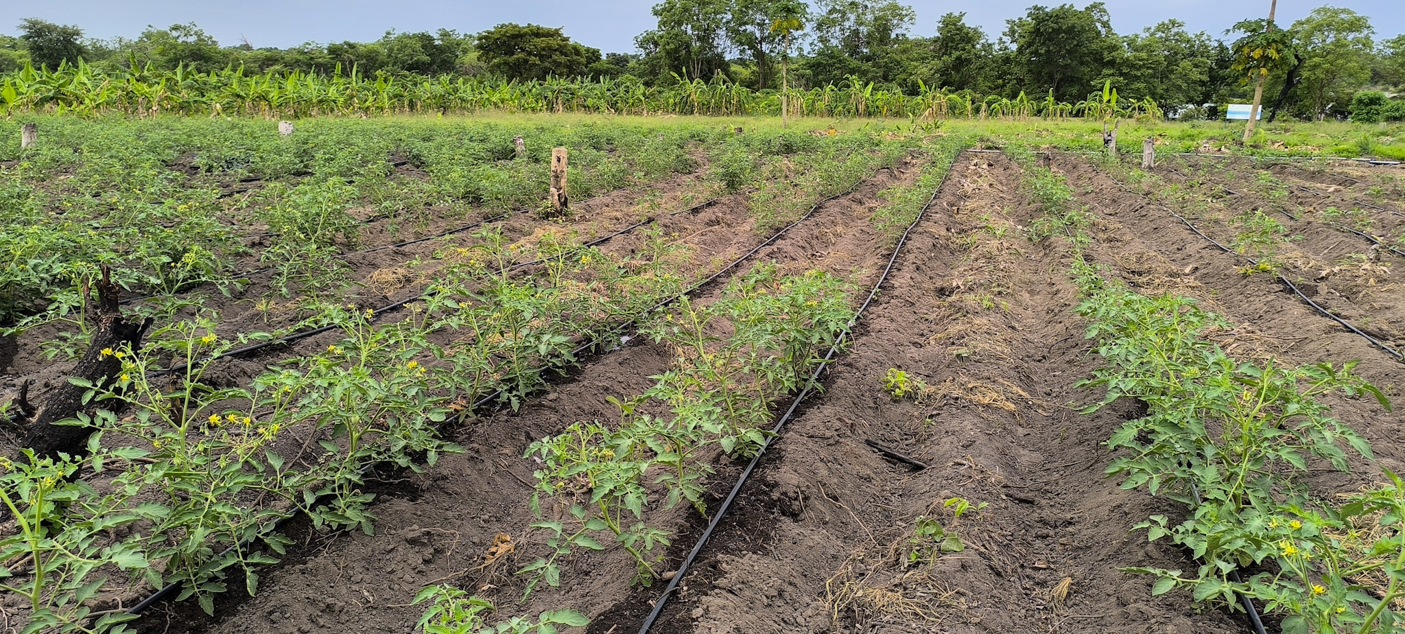 Witnessing the Achievements of ACMA3 in Empowering Rural Communities - IFDC