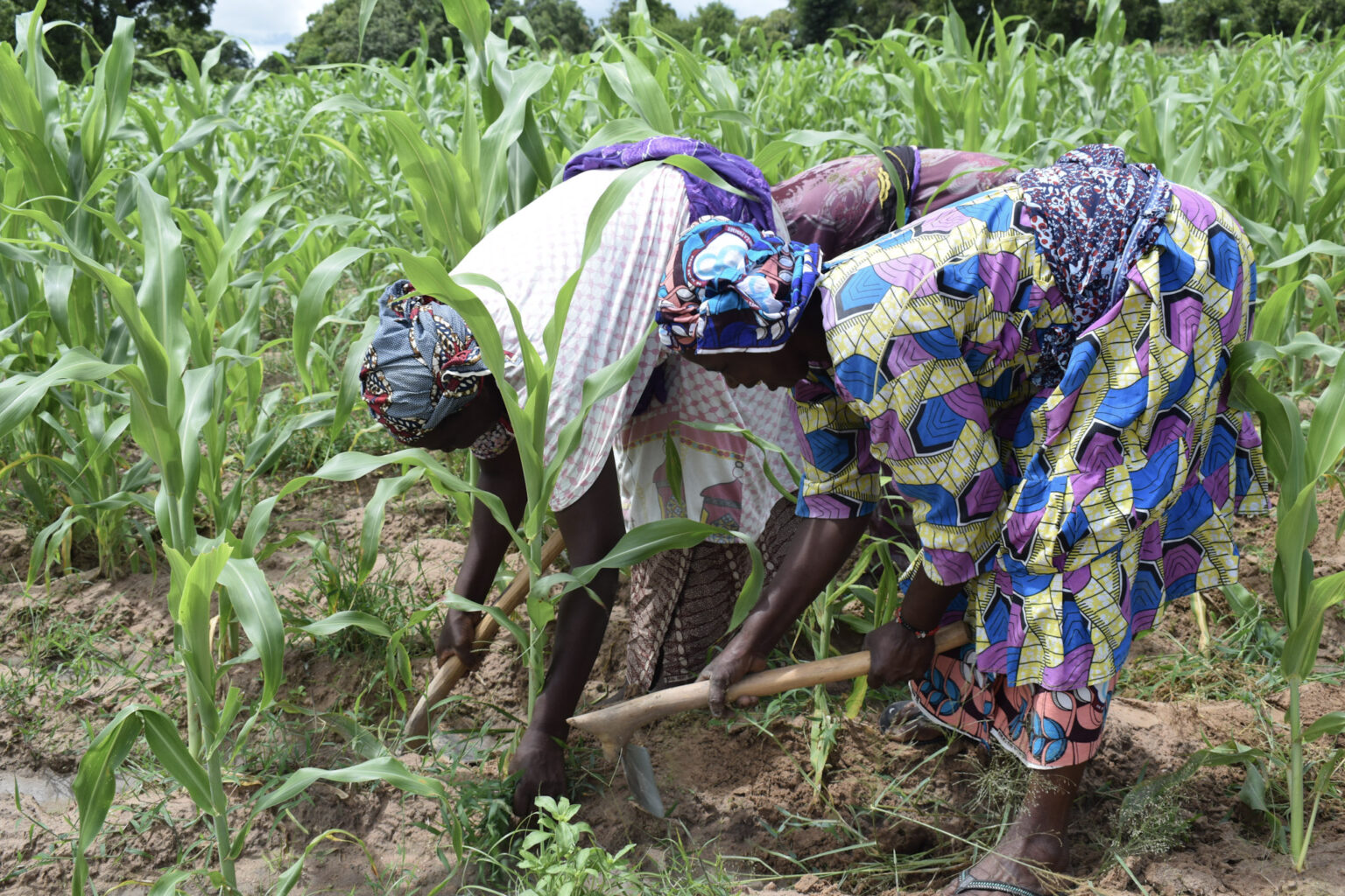 Developing Digital Soil Maps for African Farmers - IFDC