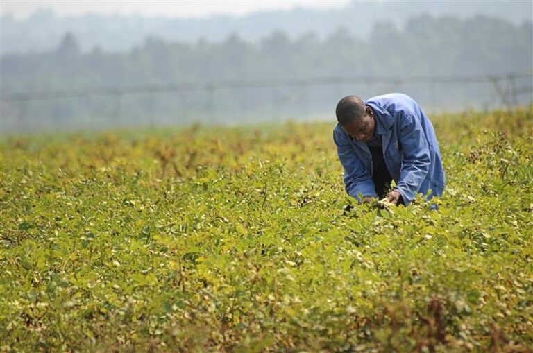 IFDC’s Global Network of Fertilizer Innovation Centers - IFDC