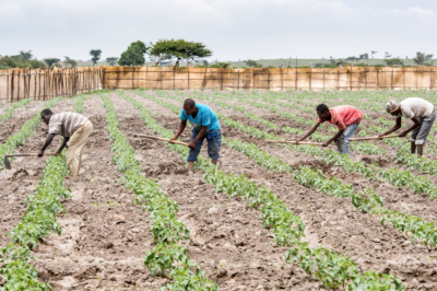 Transform Soil Fertility Management in Ethiopia (TRANSFORM) - IFDC