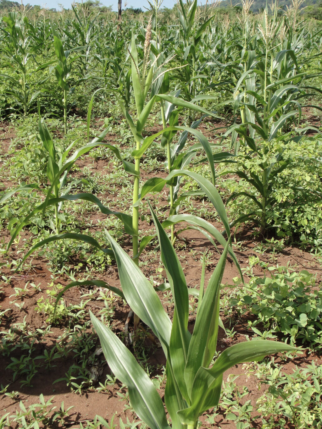 Larry Umunna on the Next Chapter of African Agriculture - IFDC