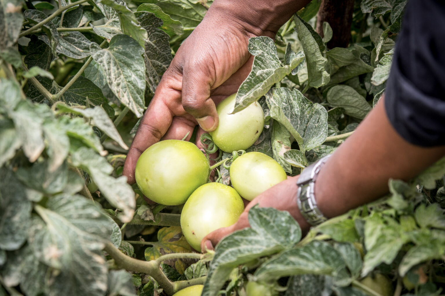 Training Farmers on Fertilizer Deep Placement - IFDC