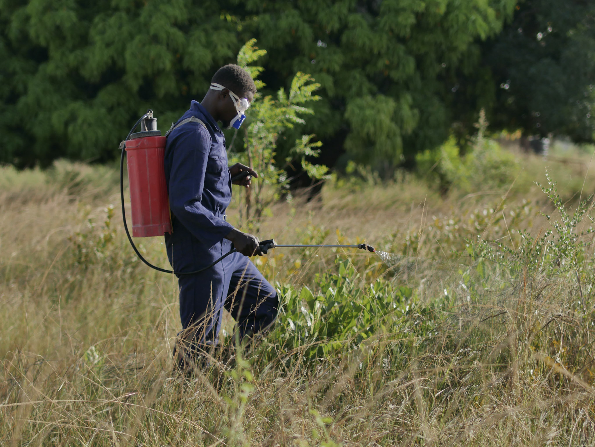 The Role of Youth in Agriculture - IFDC