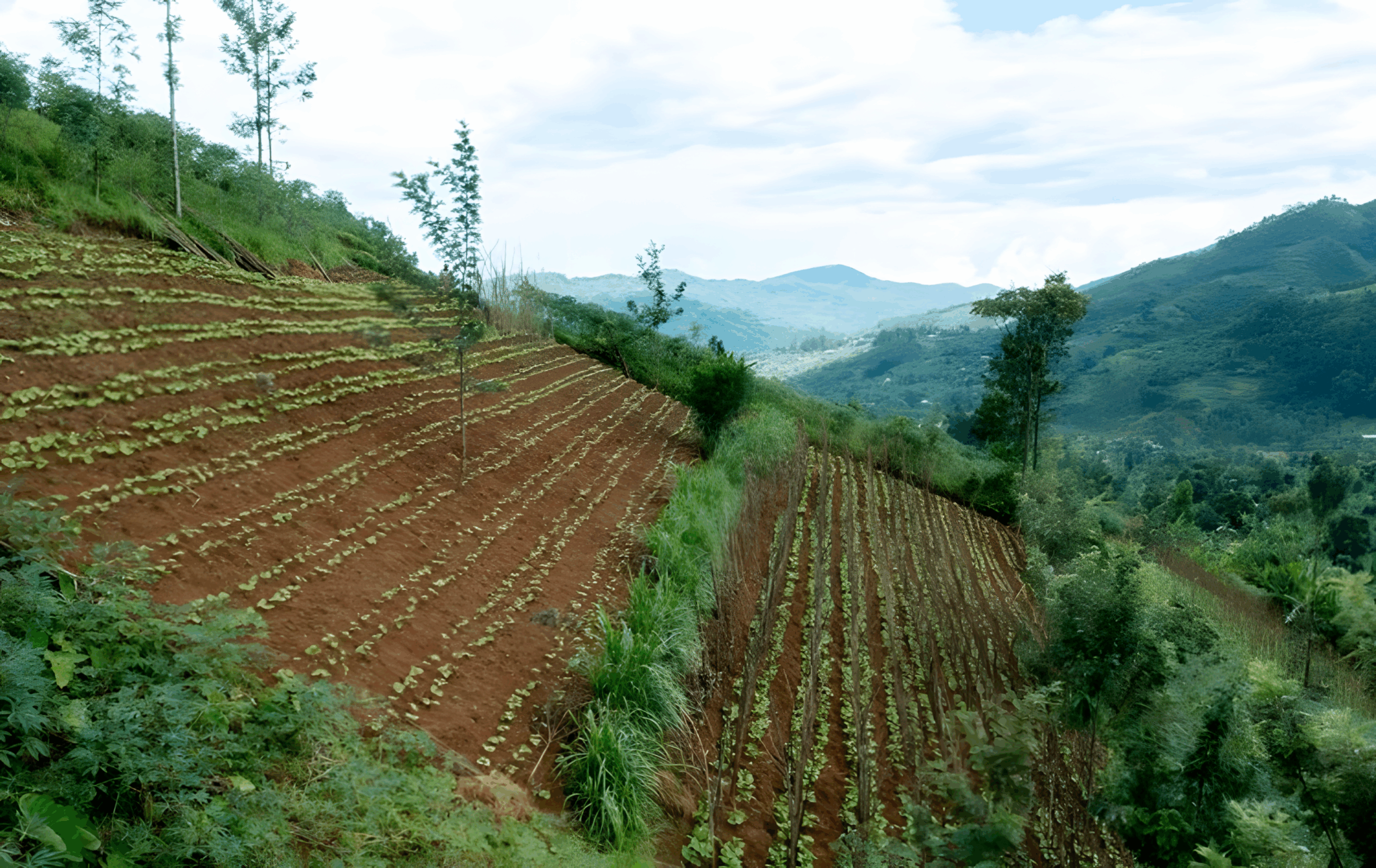 Agroforestry, Soil Health, and Climate Resilience - IFDC